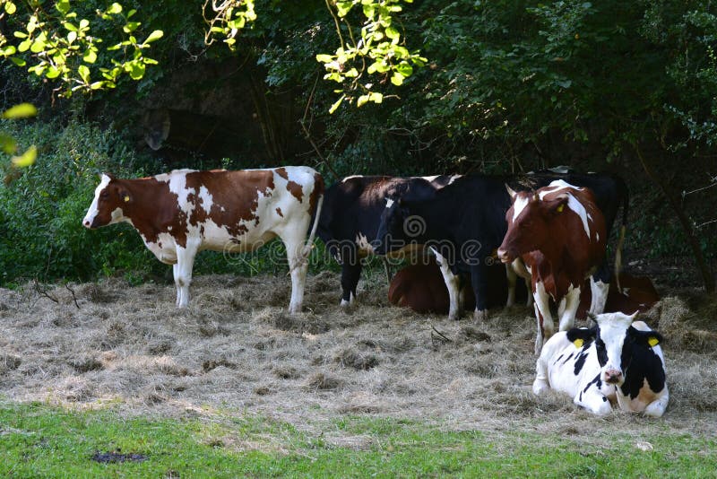 284 Cows Ruminating Stock Photos - Free & Royalty-Free Stock Photos ...