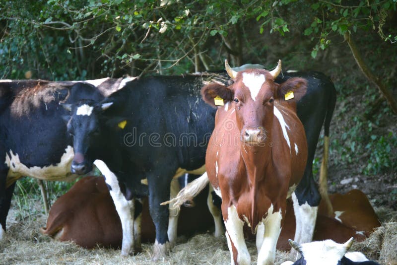 284 Cows Ruminating Stock Photos - Free & Royalty-Free Stock Photos ...