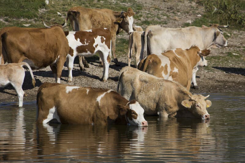 Cows Freshening on the Lake Stock Image - Image of appennino, animals ...