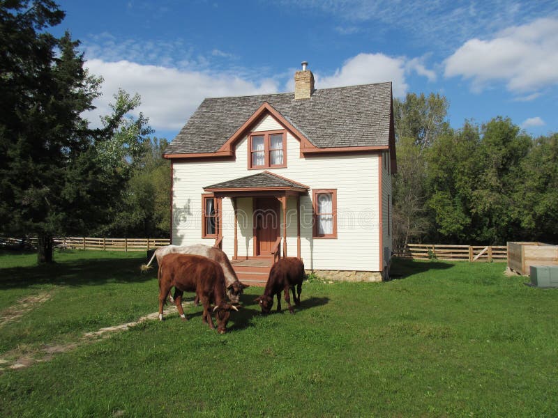Cows in Front of a House stock image. Image of white - 85459037