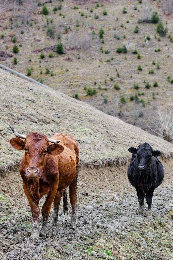 Cows in Front of Spring Mountain Landscape Stock Image - Image of ...