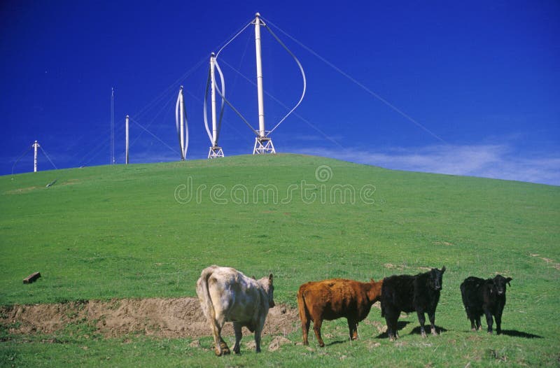 Cows and wind turbines. stock image. Image of farm, livestock - 2431005