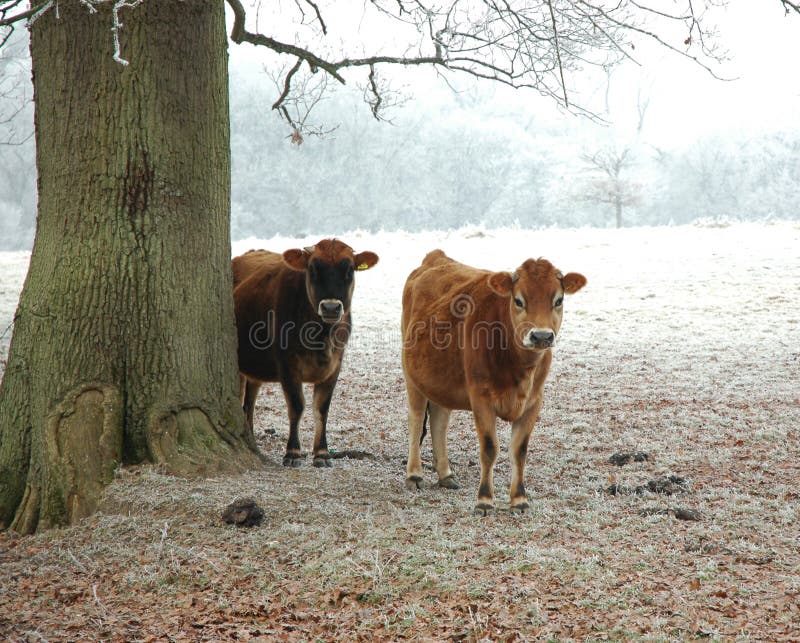 Angus Cow Grazing In The Snow Stock Image - Image of bull, animal: 33114641