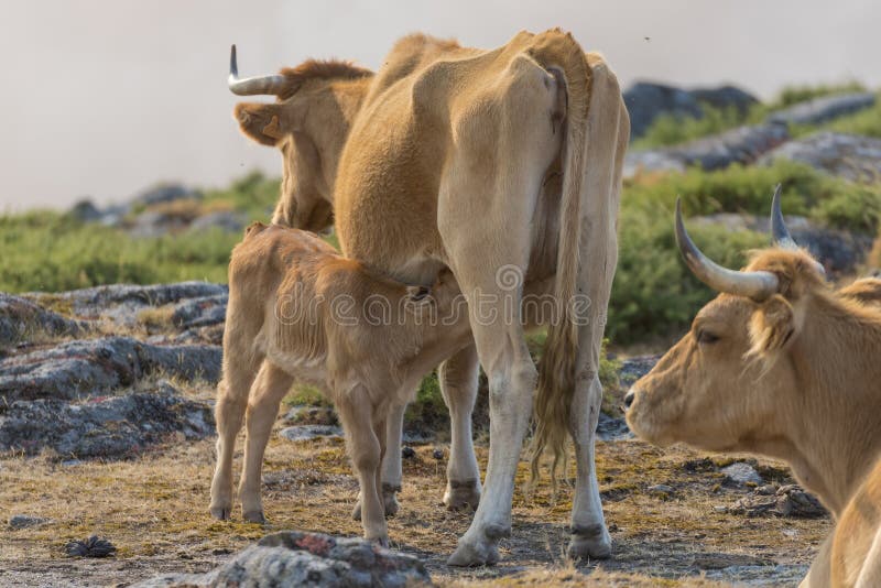 Cows of Galicia, Spain. stock photo. Image of meadow - 119727726