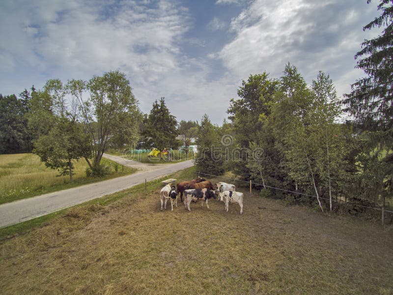 Cows Gathered in the Corner of the Farm, Top View Stock Photo - Image ...