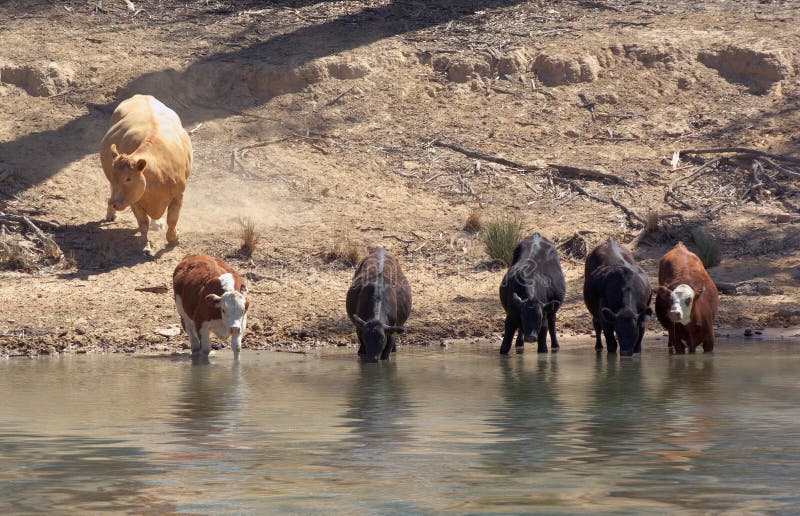 Cows Getting a Drink at River Stock Photo - Image of environment, lake ...