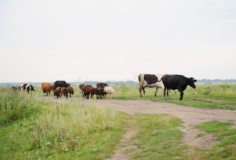Cows Go on the Road through Field Stock Photo - Image of grass, mammal ...