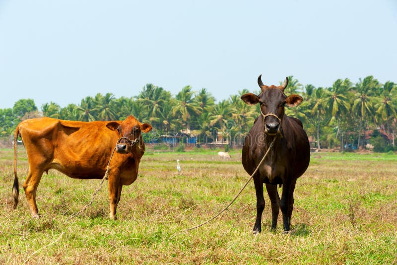Cows in Goa. stock image. Image of tropical, asia, travel - 103728485