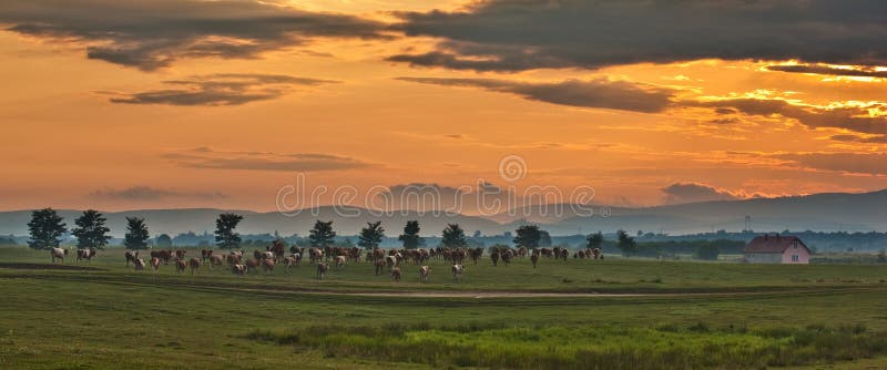Cows going home stock photo. Image of herd, dusk, countryside - 10516908