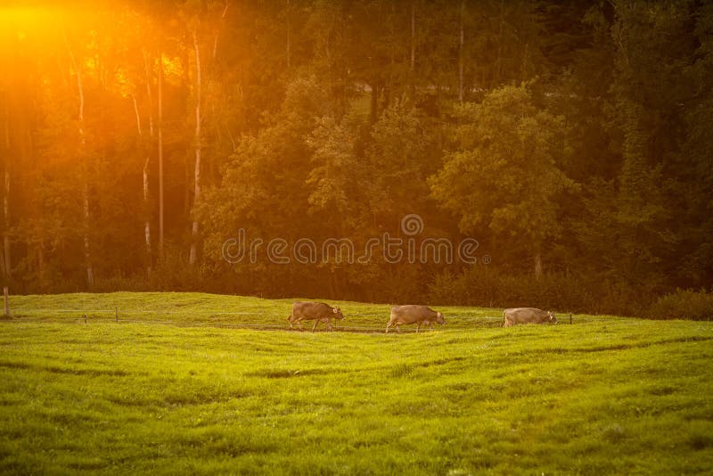 Cows Going Home from Pasture Stock Photo - Image of blue, grass: 198108520