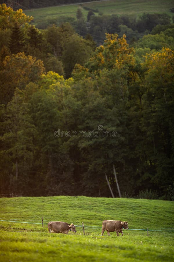 Cows Going Home from Pasture Stock Photo - Image of gold, brown: 208647000