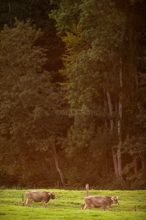 Cows Going Home From Pasture Stock Image - Image of blue, head: 214885017