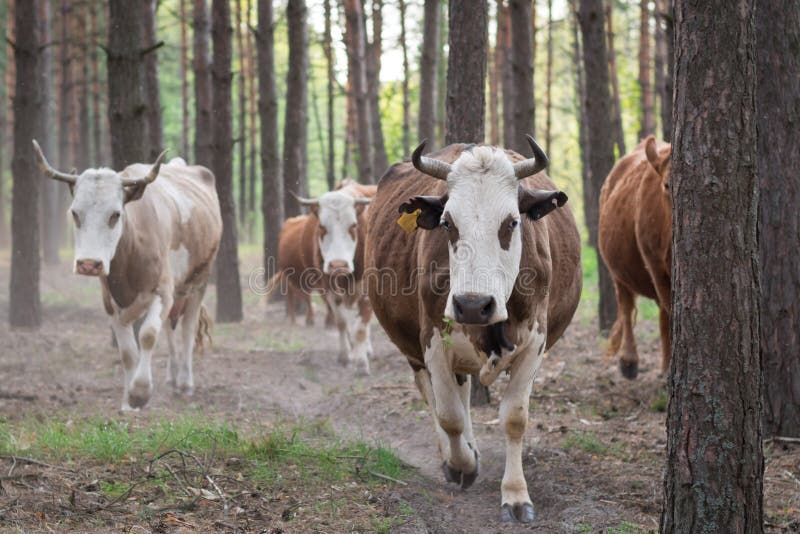 Cows going home stock image. Image of countryside, grass - 269836123