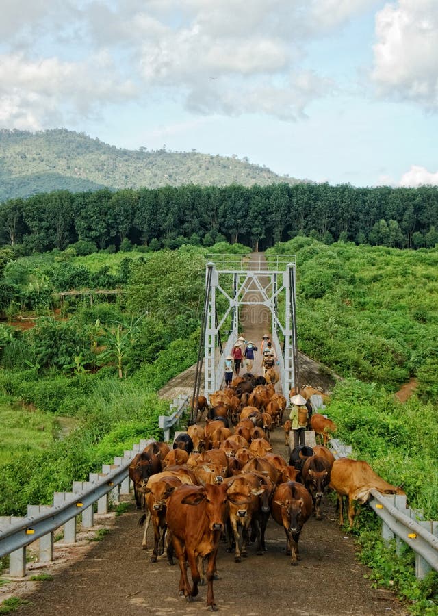 Cows going home editorial image. Image of meat, cattle - 50639790