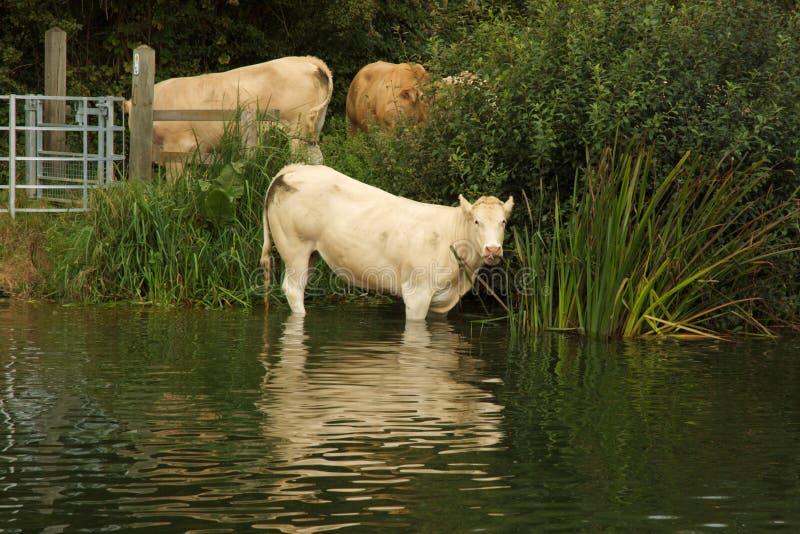 Cows Going for a Paddle 2 stock photo. Image of paddle - 12370014