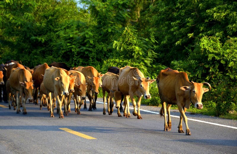 Cows stock image. Image of animal, brown, thailand, yellow - 91708643