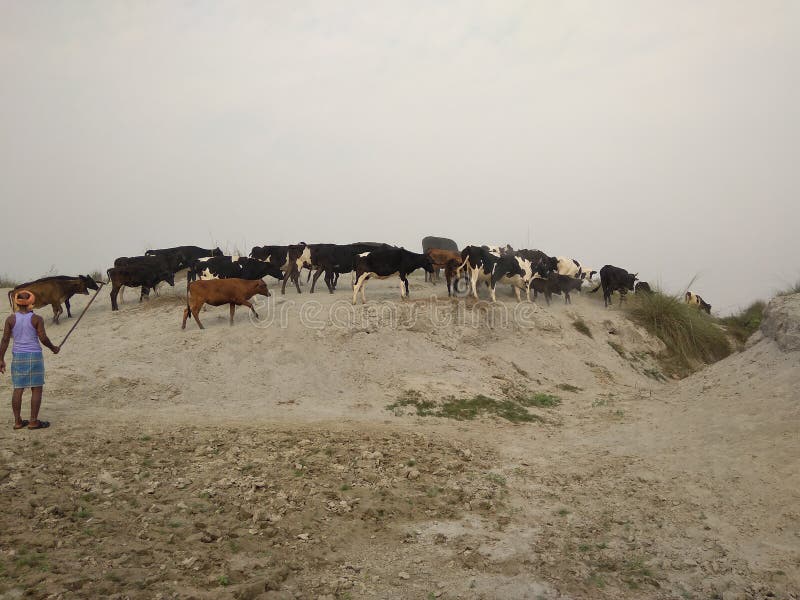 Cows going to feed editorial image. Image of group, feed - 130837785