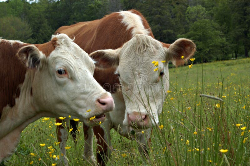 Cows gossiping stock image. Image of gossip, cattle, pasture - 3497519