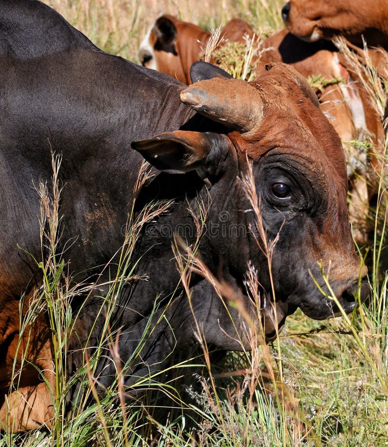 Cows in the grass stock photo. Image of animal, pasture - 253758268