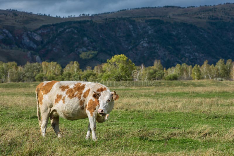 Cows in the grass stock photo. Image of field, meadow - 159455348