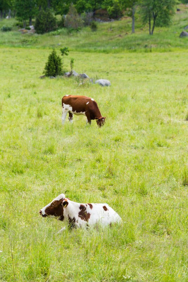 Cows on a Grass Field stock photo. Image of field, farm - 56461462