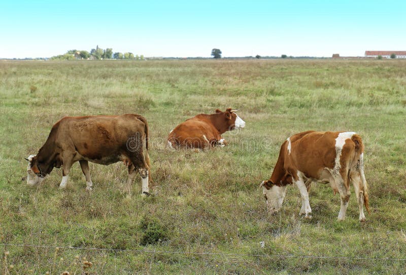 Cows on grass lawn stock image. Image of lawn, farm - 141966117