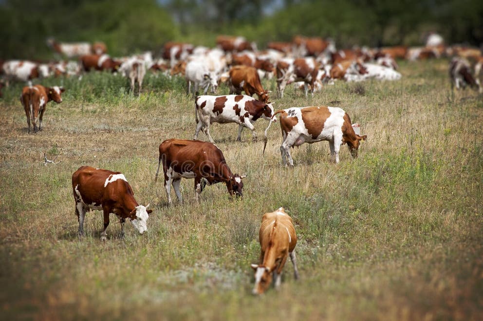 Cows graze stock image. Image of green, head, grazing - 27655821