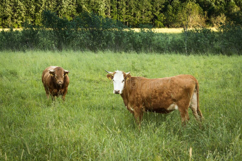 Cows Graze on the Field in the Summer Evening Stock Photo - Image of ...