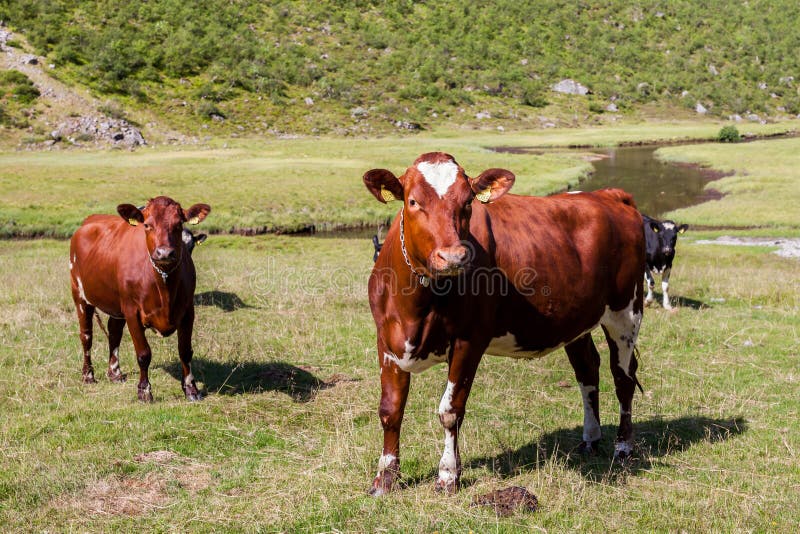 Cows Graze on Norwegian Nature by the River Stock Photo - Image of ...