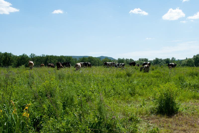 Cows Graze in the Summer Day Stock Image - Image of idyllic, grass ...