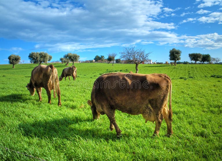 Cows grazing. stock image. Image of gravy, meatball, horn - 12623131
