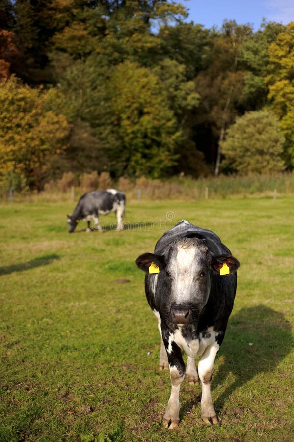 Cows grazing stock photo. Image of closeup, field, fall - 14392612