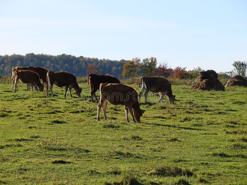 Cows Grazing Picture. Image: 3243123