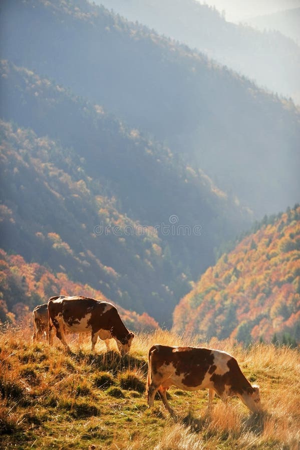 Cows Grazing in Autumn Scenery Stock Photo - Image of animal, dairy ...