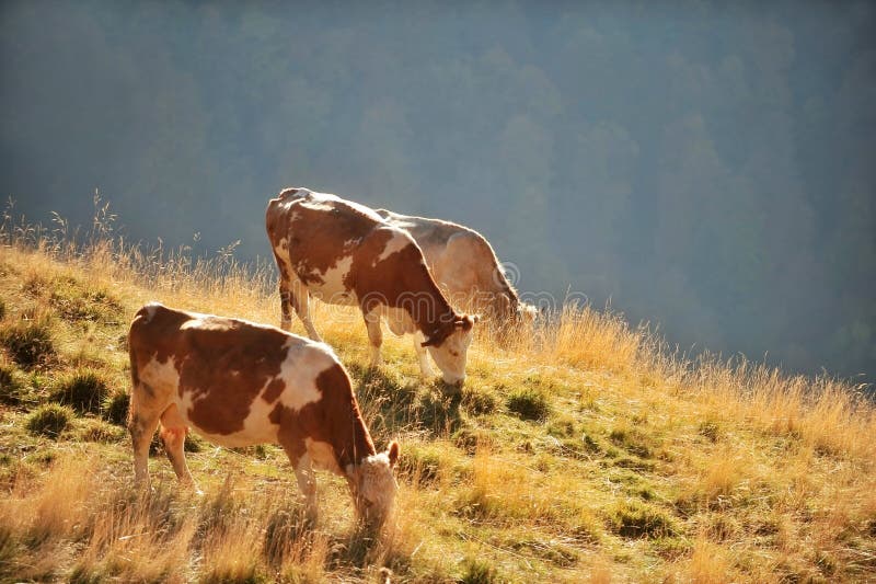 Cows Grazing in Autumn Scenery Stock Photo - Image of eating, high ...