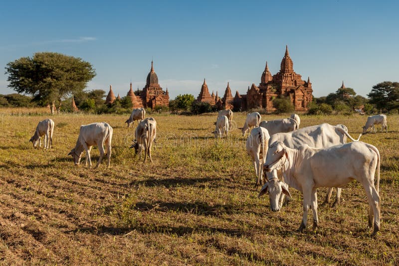 Cows Grazing among Bagan Temples in Myanmar. Stock Image - Image of ...