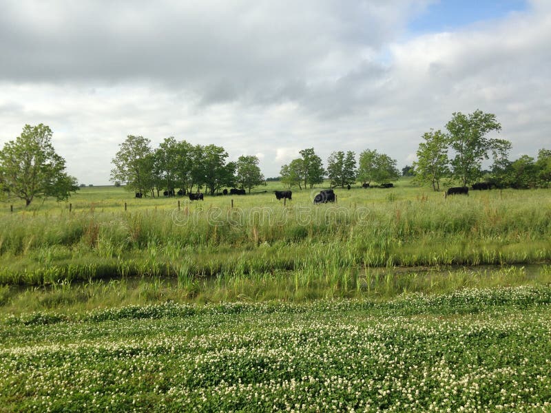 Cows Grazing in a Beautiful Pasture Stock Photo - Image of fence ...