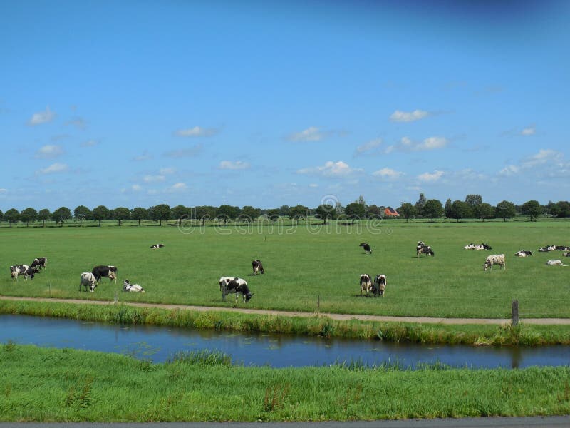 Cows Grazing by Canal stock image. Image of blue, distant - 100345621