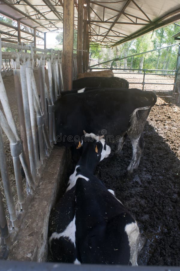 Cows grazing in a corral stock photo. Image of livestock - 95393356
