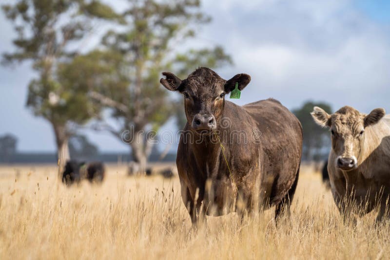 Cows Grazing on Dry Pasture in a Drought, in Australia Stock Photo ...