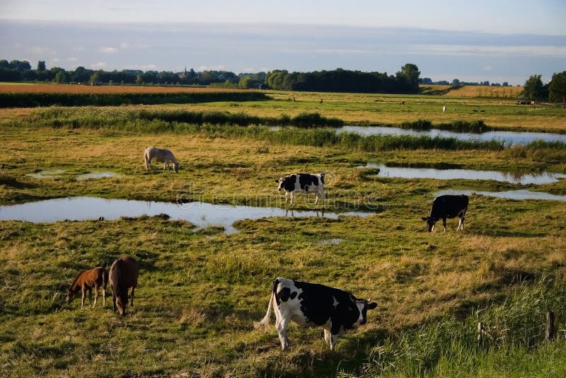 Scottish Lowland Cows in a Dutch Nature Reserve Stock Image - Image of ...