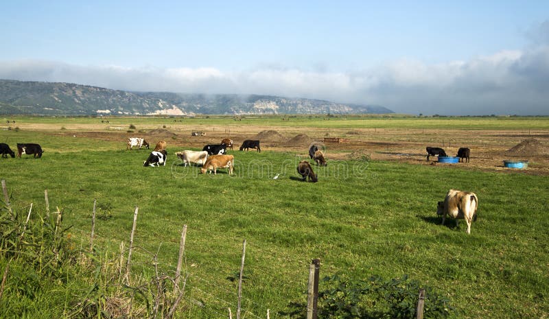 Italian Bufale Farm stock image. Image of barns, food - 34298369