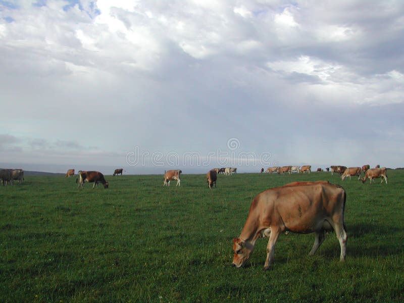 Cows grazing in the field stock photo. Image of landscape - 3039522