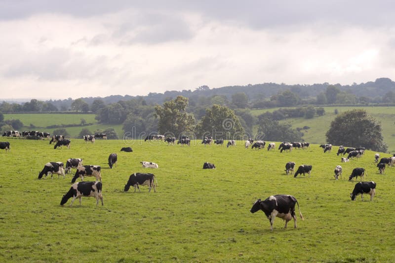 Cows grazing in field stock photo. Image of field, meat - 6671964