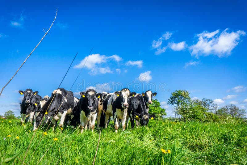 Cows grazing on a field stock photo. Image of bull, countryside - 55970296
