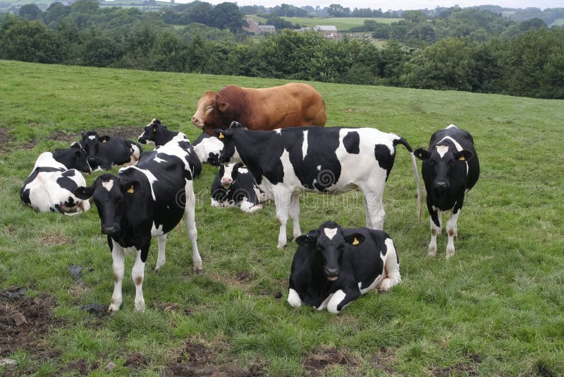 Cows grazing in field stock photo. Image of grazing, landscape - 44684170