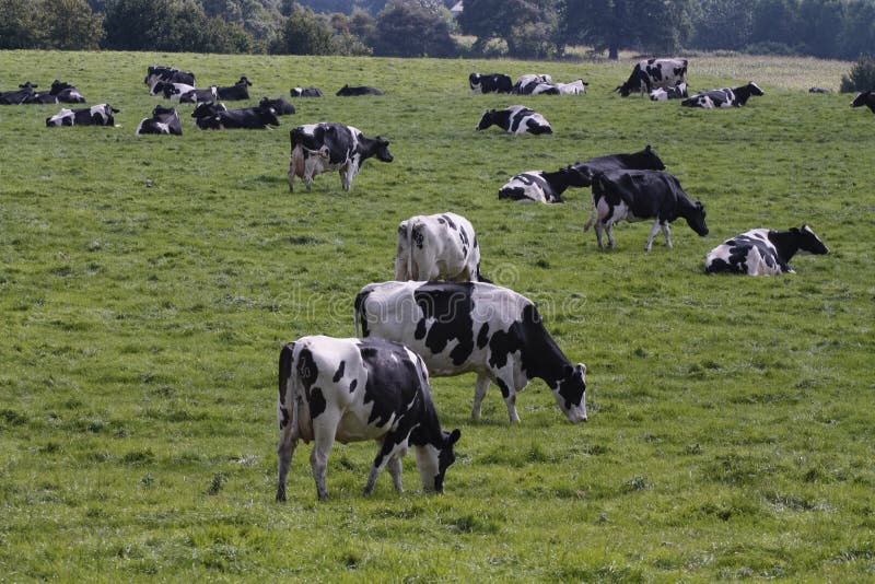 Cows grazing in field stock image. Image of farm, feeding - 65926521