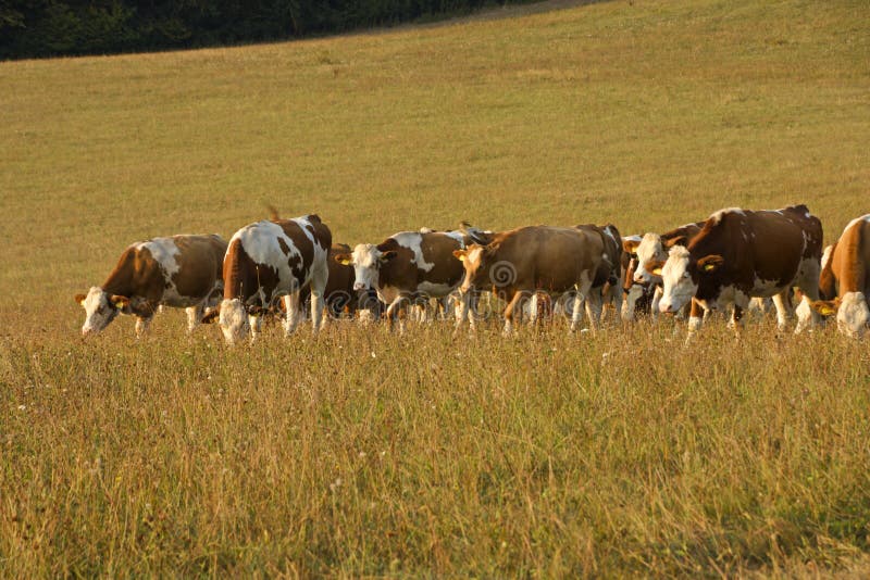 Cows grazing in a field stock photo. Image of grazes - 78389416