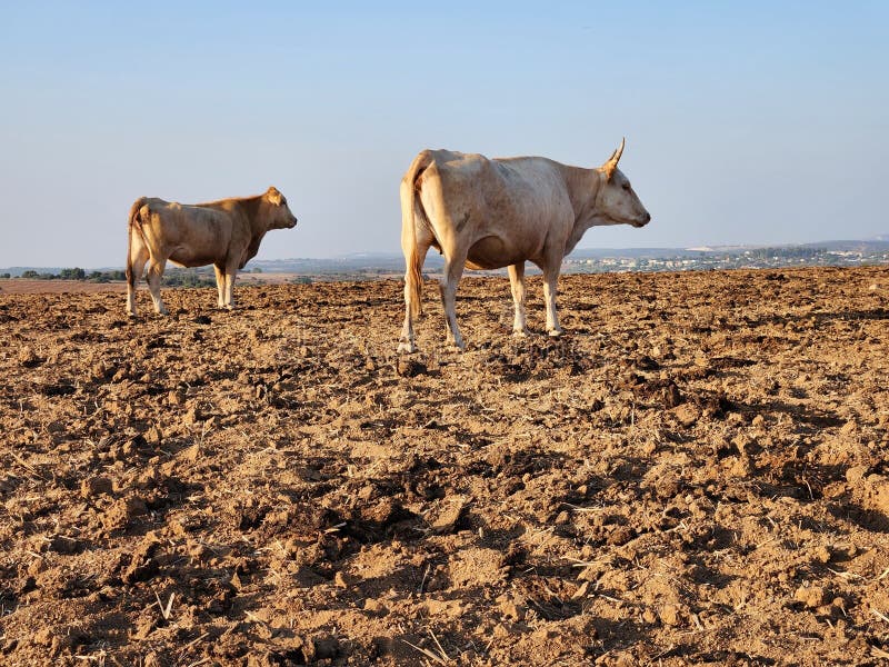 Cows Grazing on a Field in Israel Stock Image - Image of landscape ...