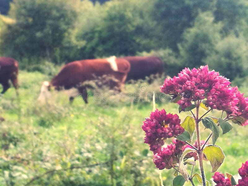 Life in Full Bloom stock image. Image of blooming, grass - 125667147